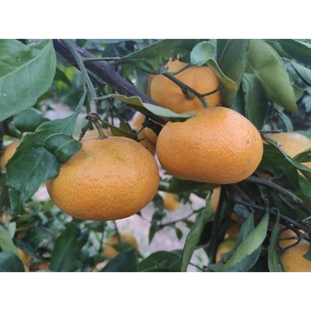 Mandarinas de Zumo